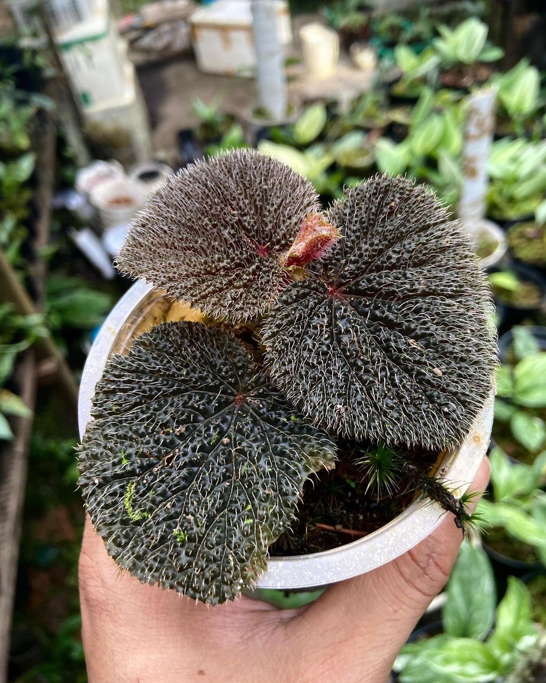 Begonia: Care and 11+ Growing Tips! | Plantcarefully