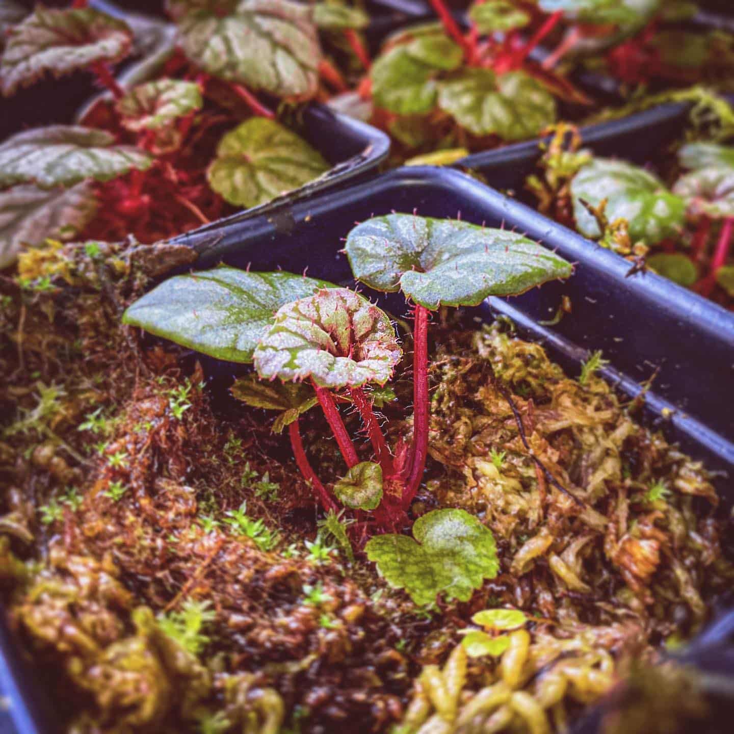 Begonia: Care and 11+ Growing Tips! | Plantcarefully
