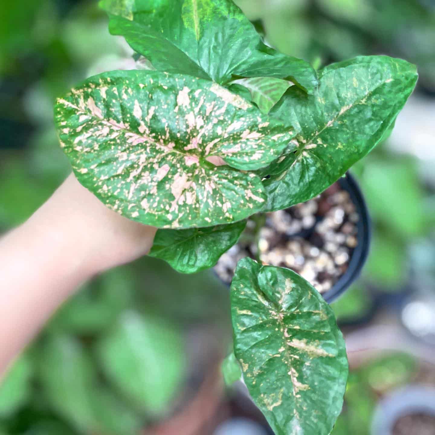 How to Care for Syngonium (Arrowhead Plant) | Plantcarefully