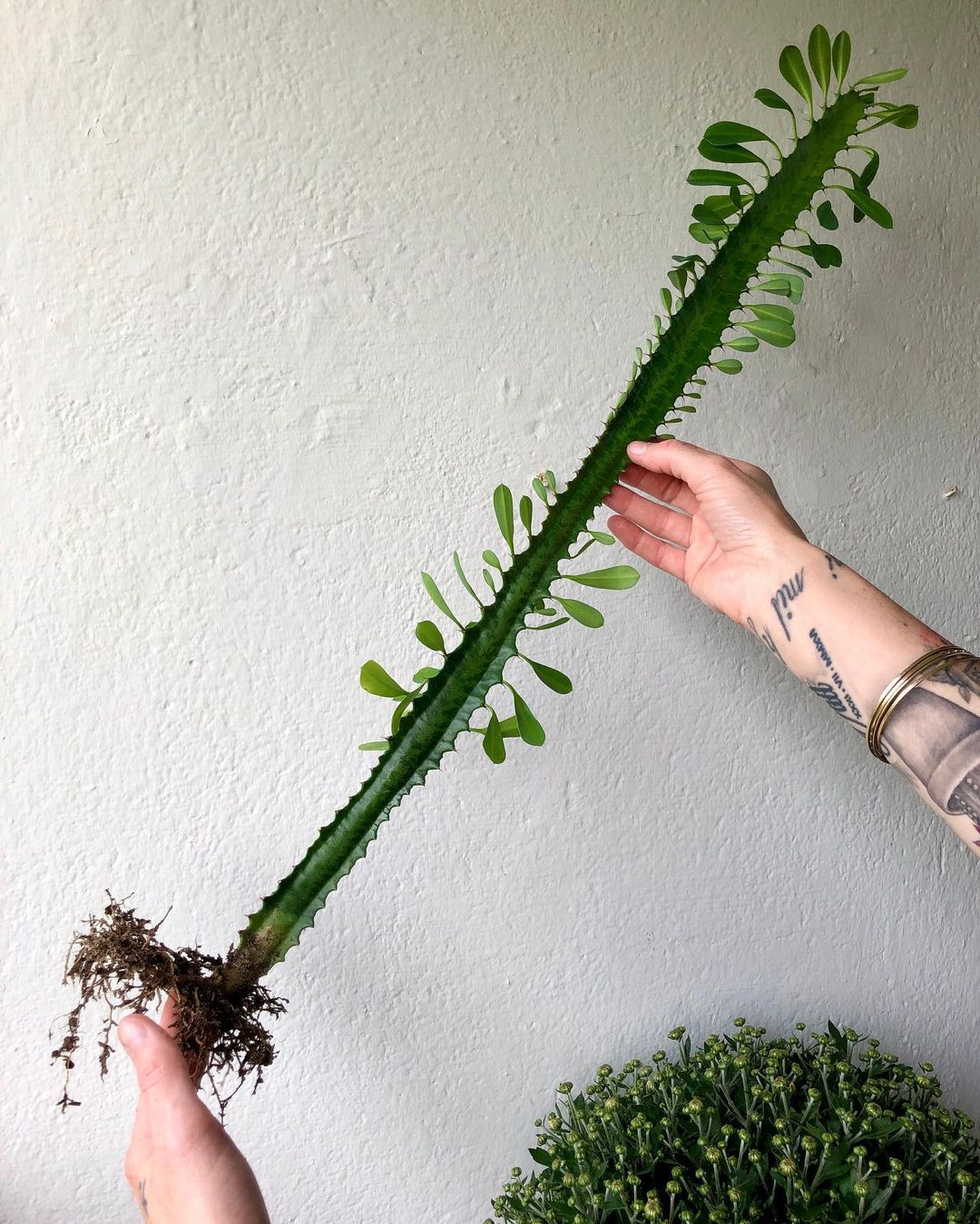 African Milk Tree Care and Growing Guide | Plantcarefully