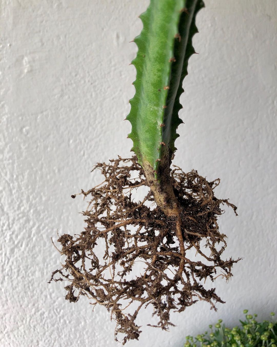 African Milk Tree Care and Growing Guide | Plantcarefully