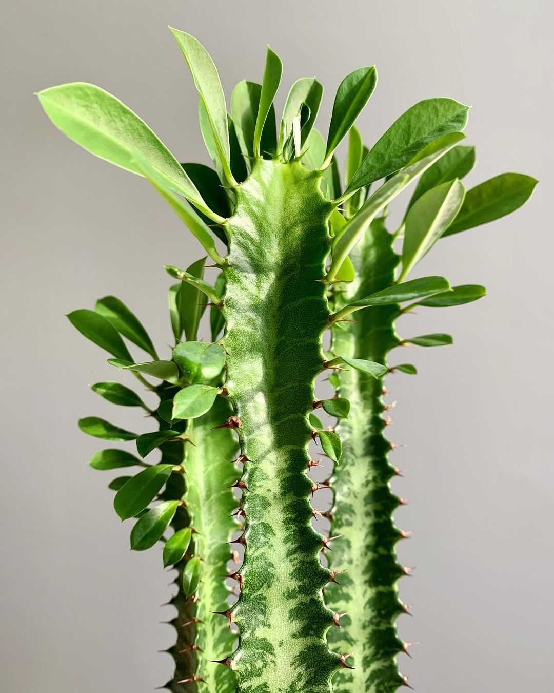 African Milk Tree Care and Growing Guide | Plantcarefully