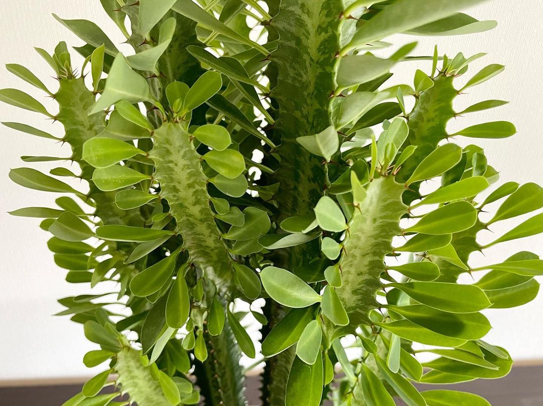 African Milk Tree Care and Growing Guide | Plantcarefully