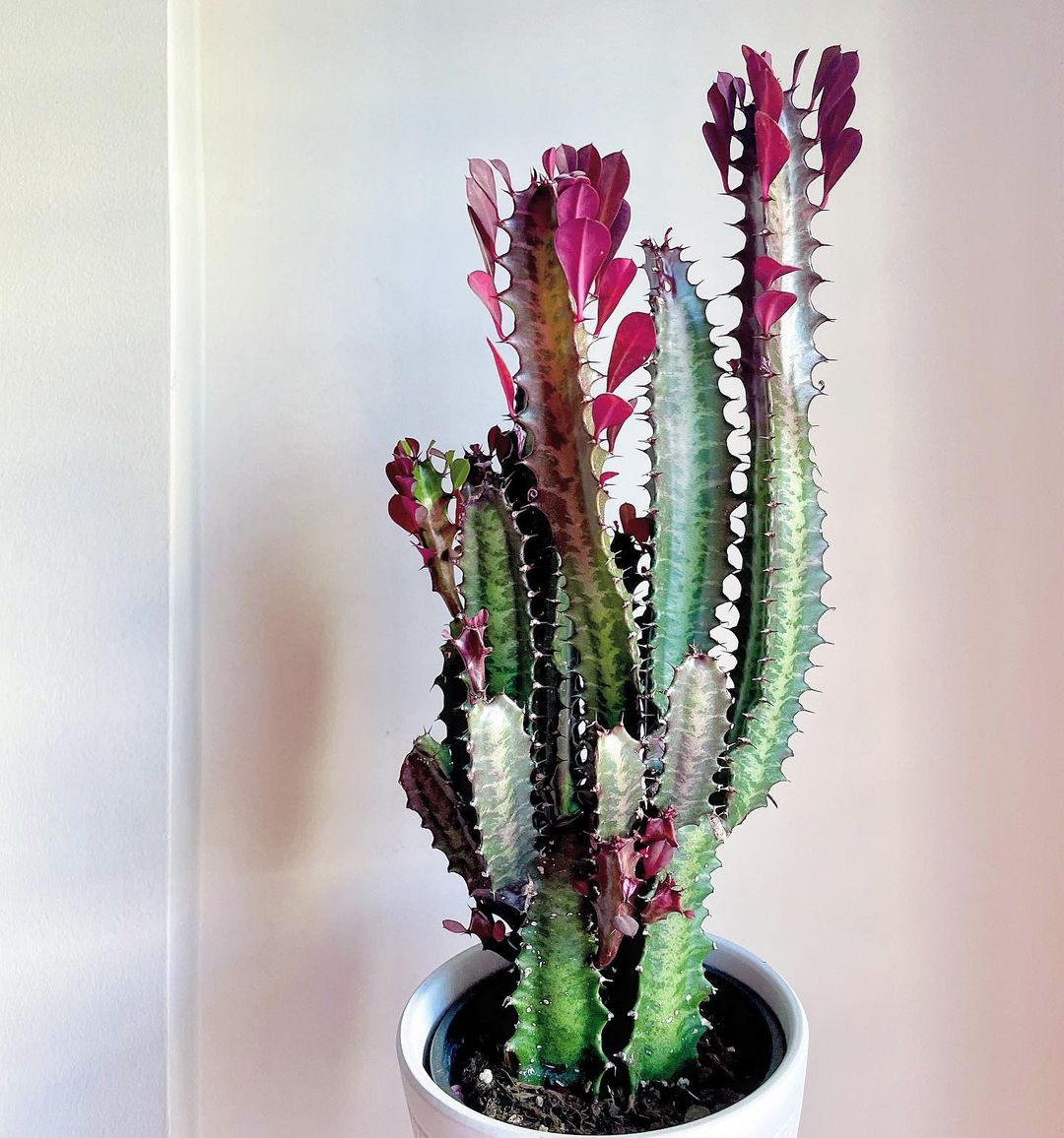 African Milk Tree Care and Growing Guide | Plantcarefully