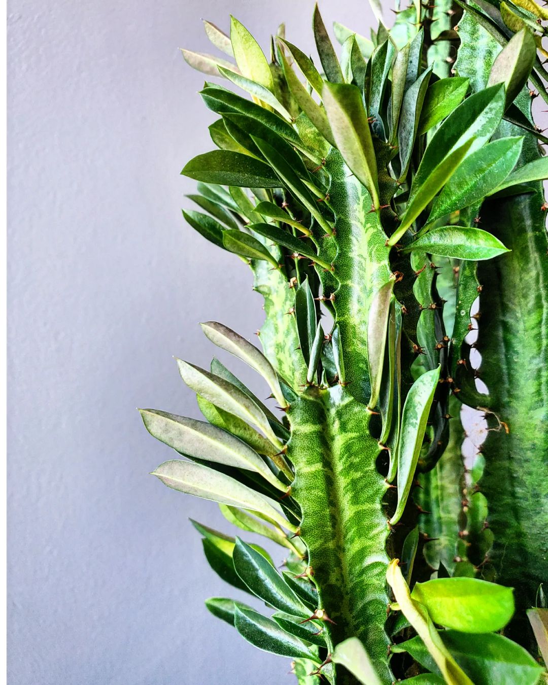 African Milk Tree Care and Growing Guide | Plantcarefully