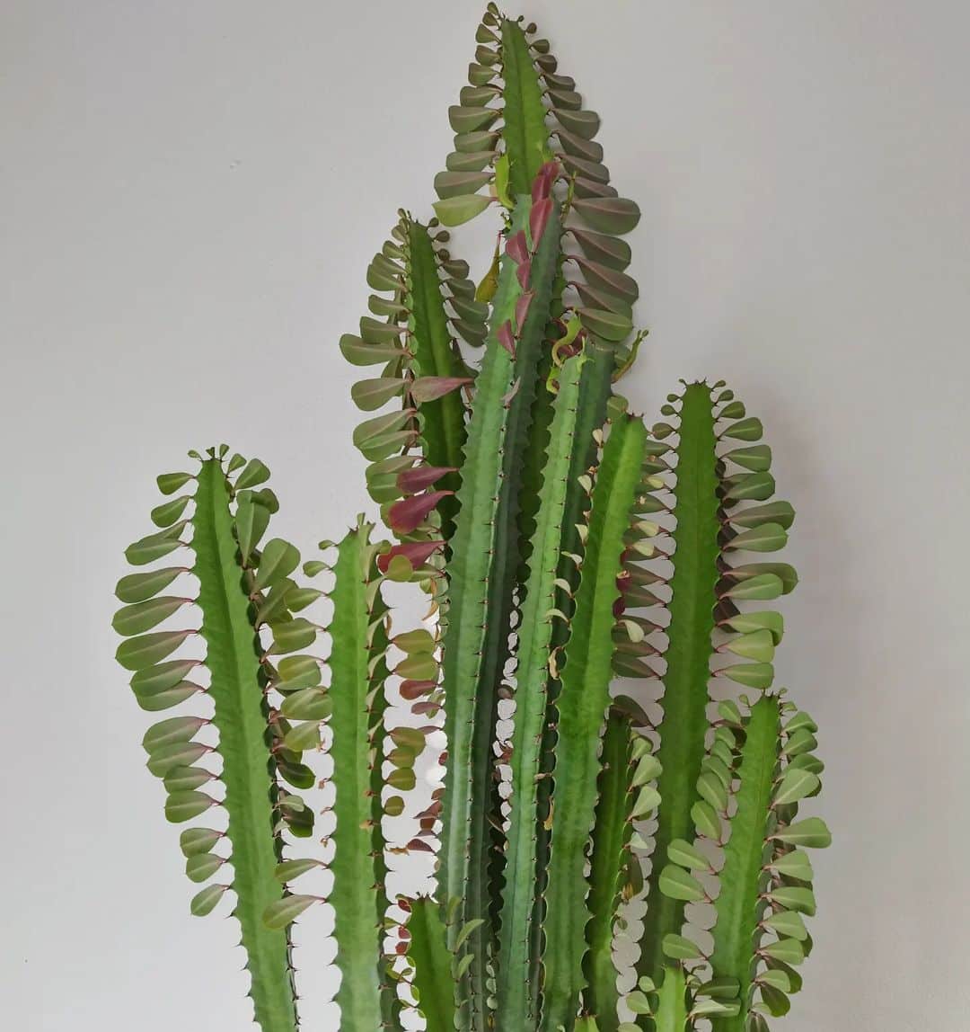 African Milk Tree Care and Growing Guide | Plantcarefully