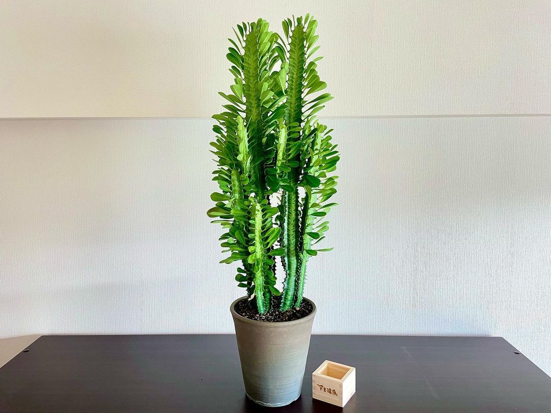 African Milk Tree Care and Growing Guide | Plantcarefully