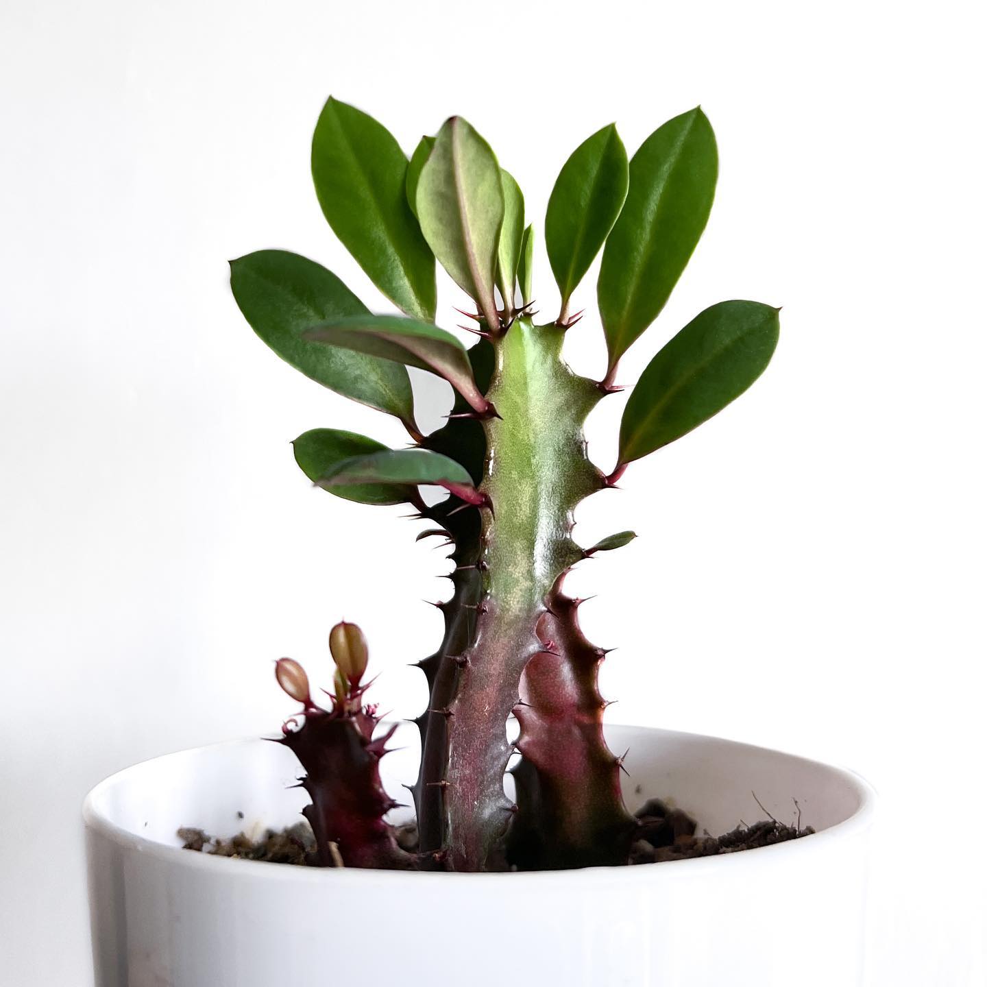 African Milk Tree Care and Growing Guide | Plantcarefully