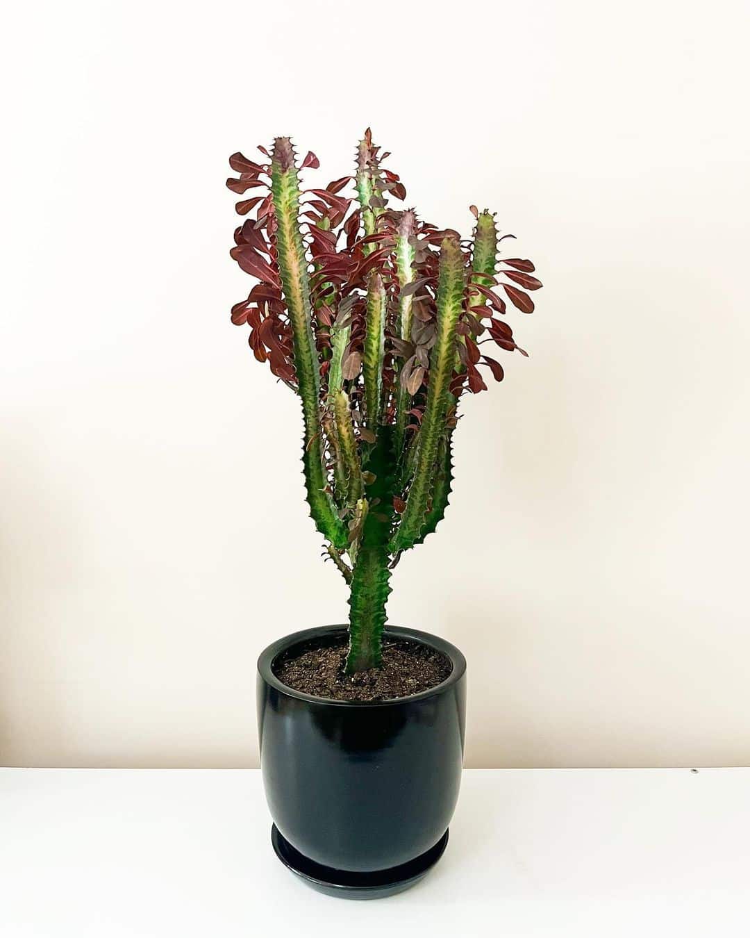 African Milk Tree Care and Growing Guide | Plantcarefully