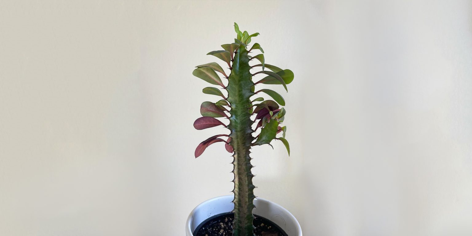 African Milk Tree Care and Growing Guide | Plantcarefully