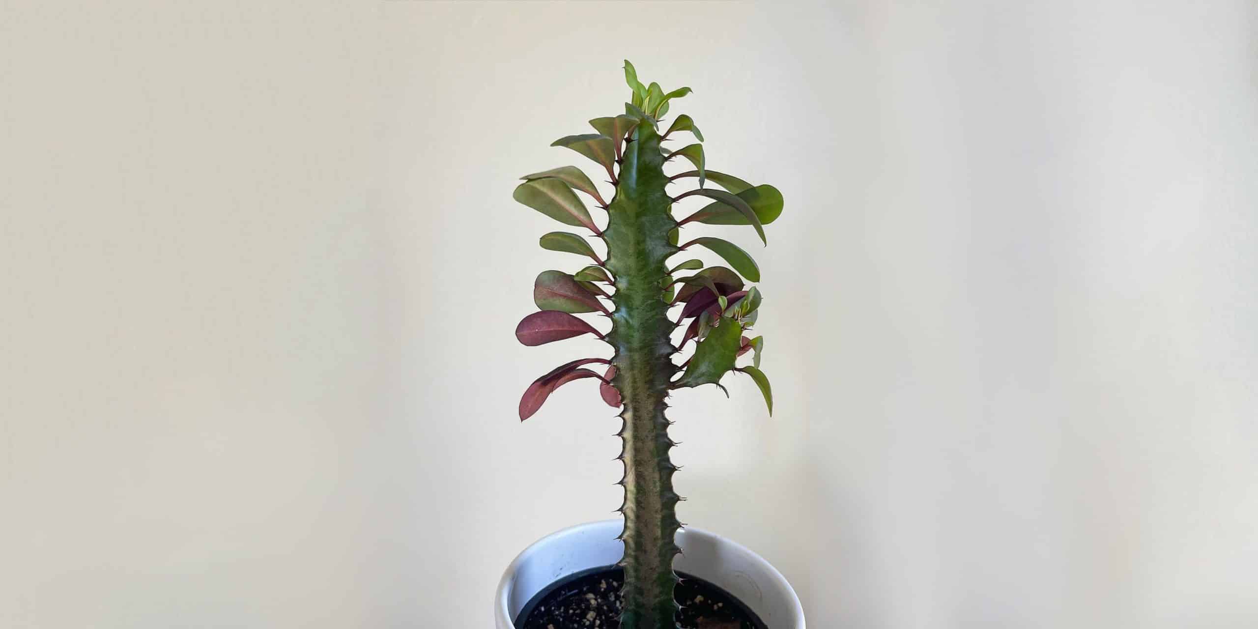African Milk Tree Care and Growing Guide | Plantcarefully