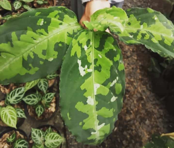 Chinese Evergreen: Plant Care and Growing Tips | Plantcarefully