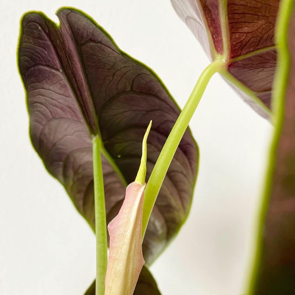 Alocasia Cuprea Care and Growing Guide | Plantcarefully