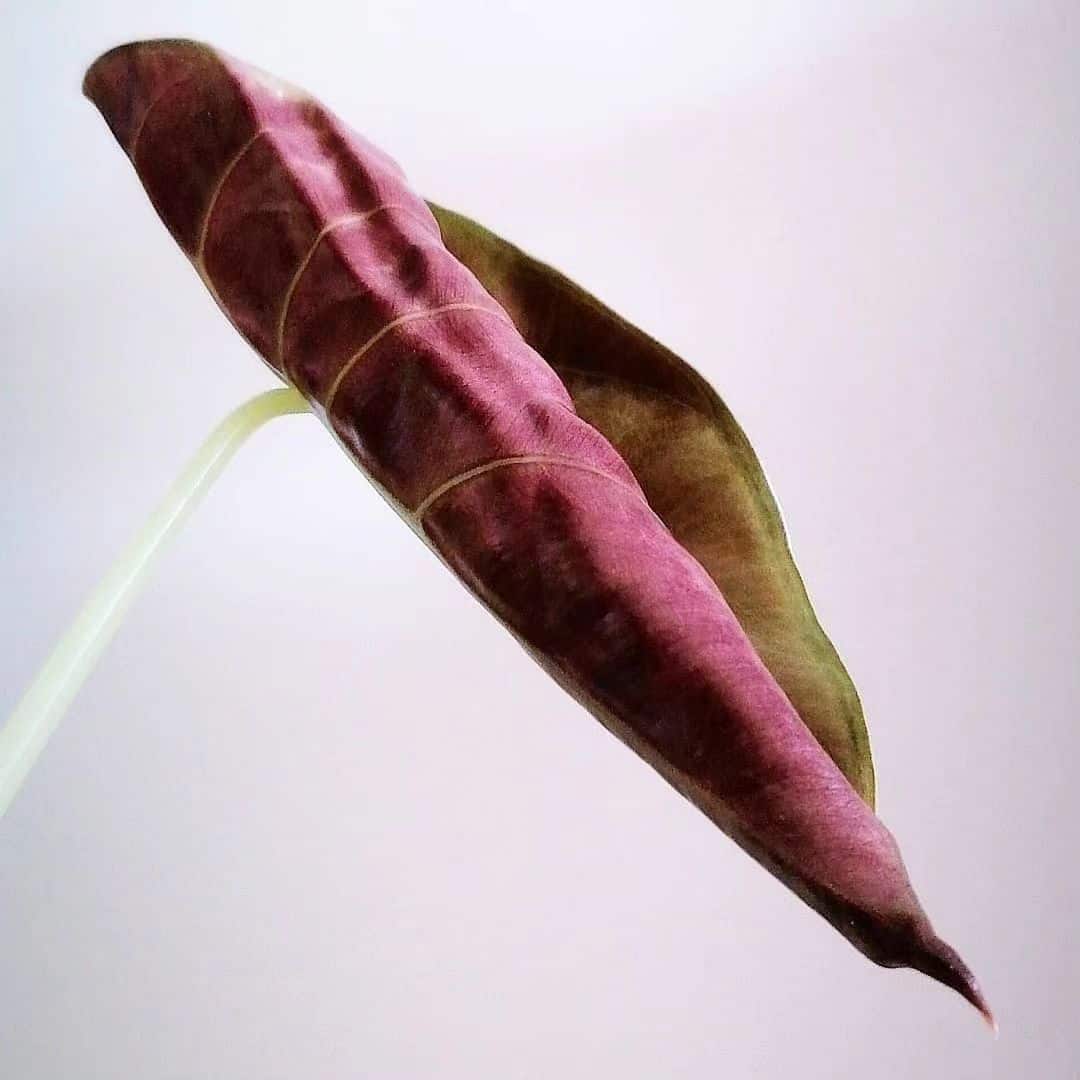 Alocasia Cuprea Care and Growing Guide | Plantcarefully