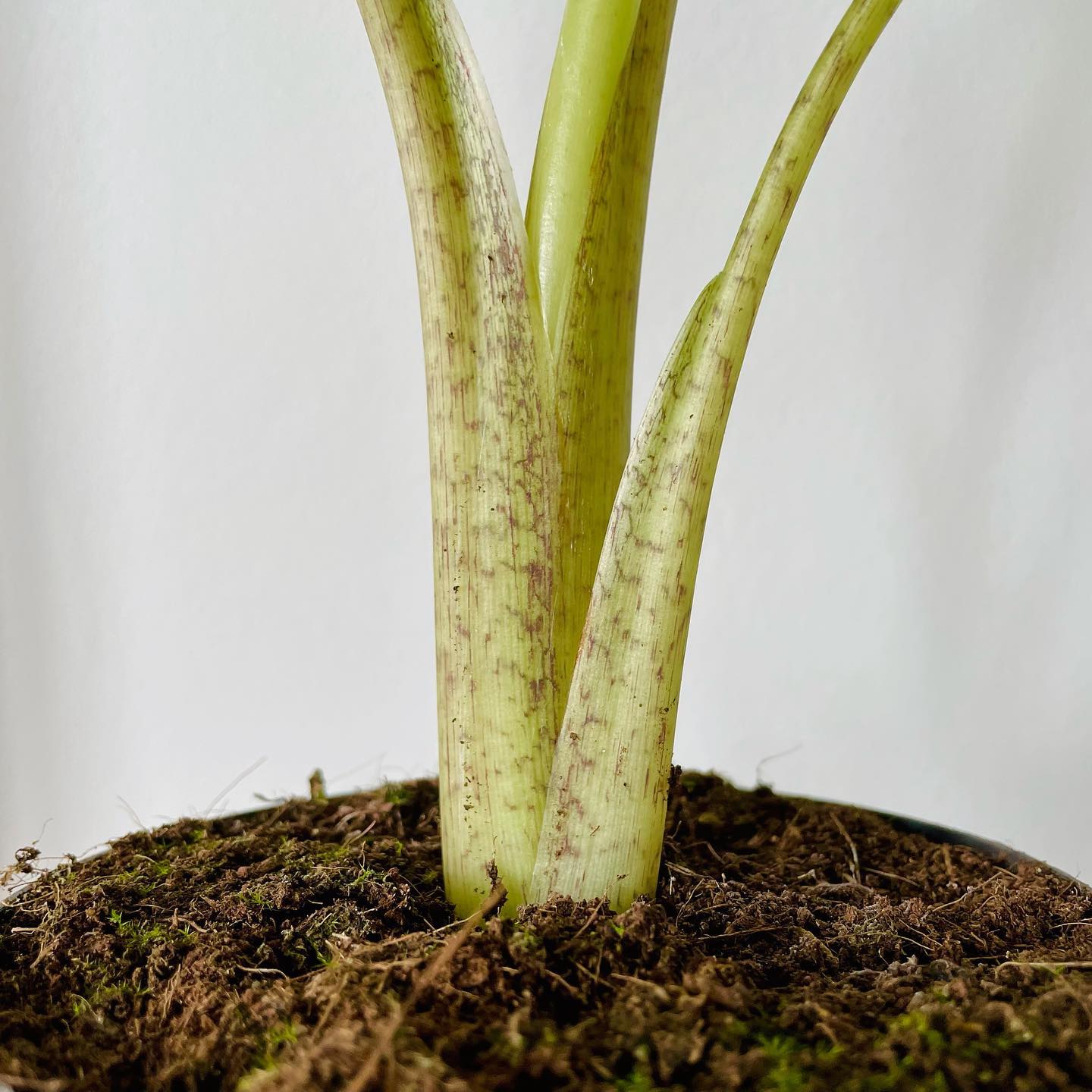 Alocasia Cuprea Care and Growing Guide | Plantcarefully