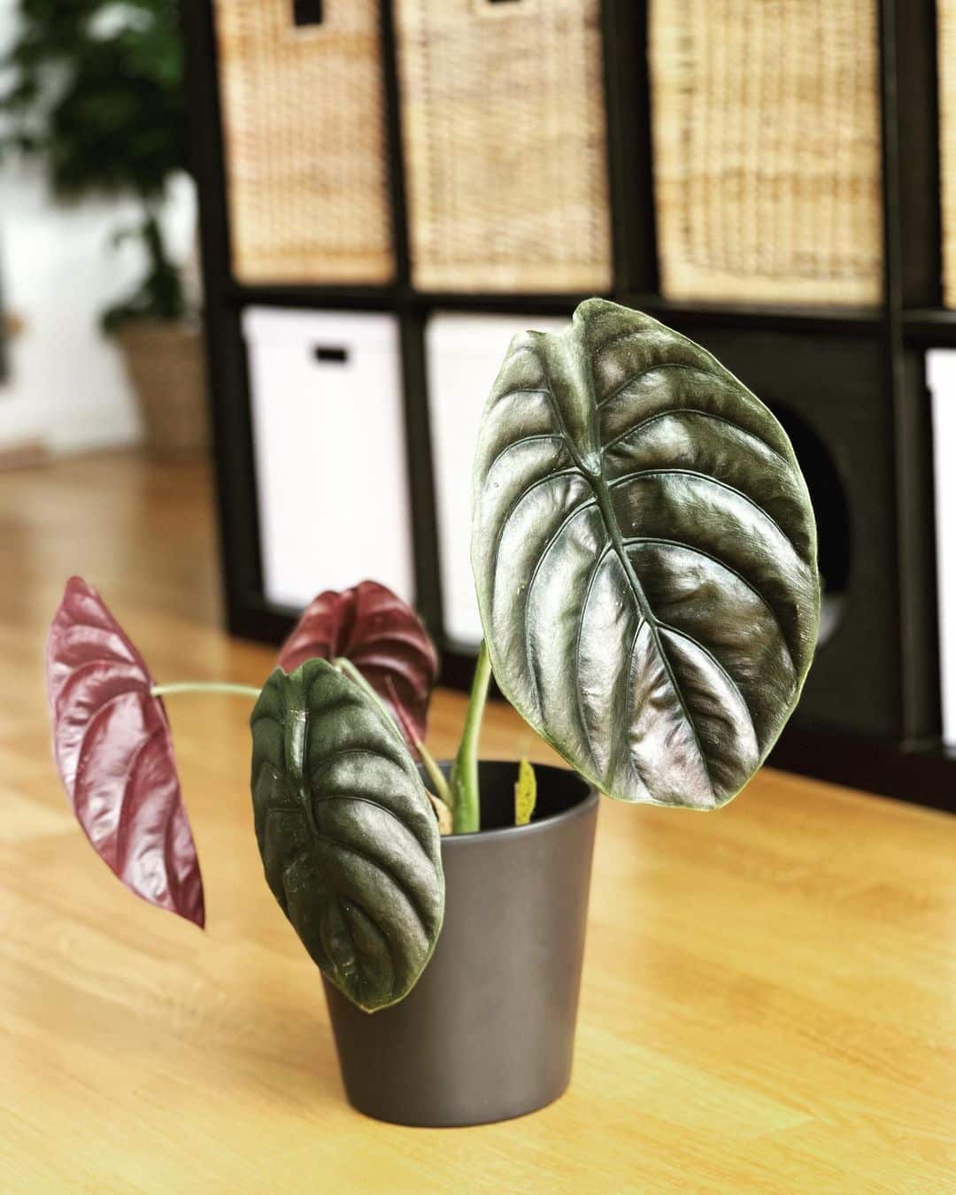 Alocasia Cuprea Care and Growing Guide | Plantcarefully