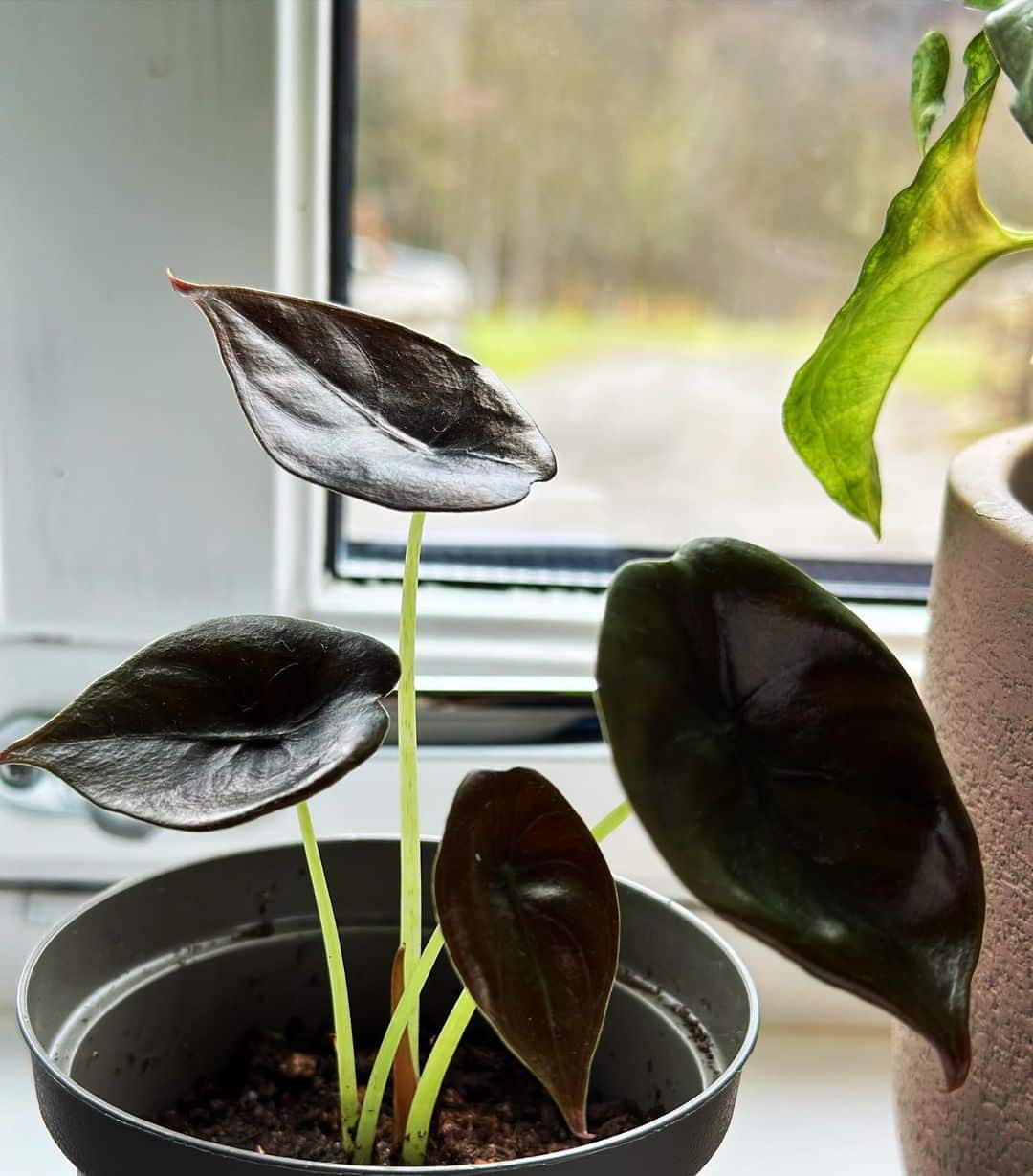 Alocasia Cuprea Care and Growing Guide | Plantcarefully