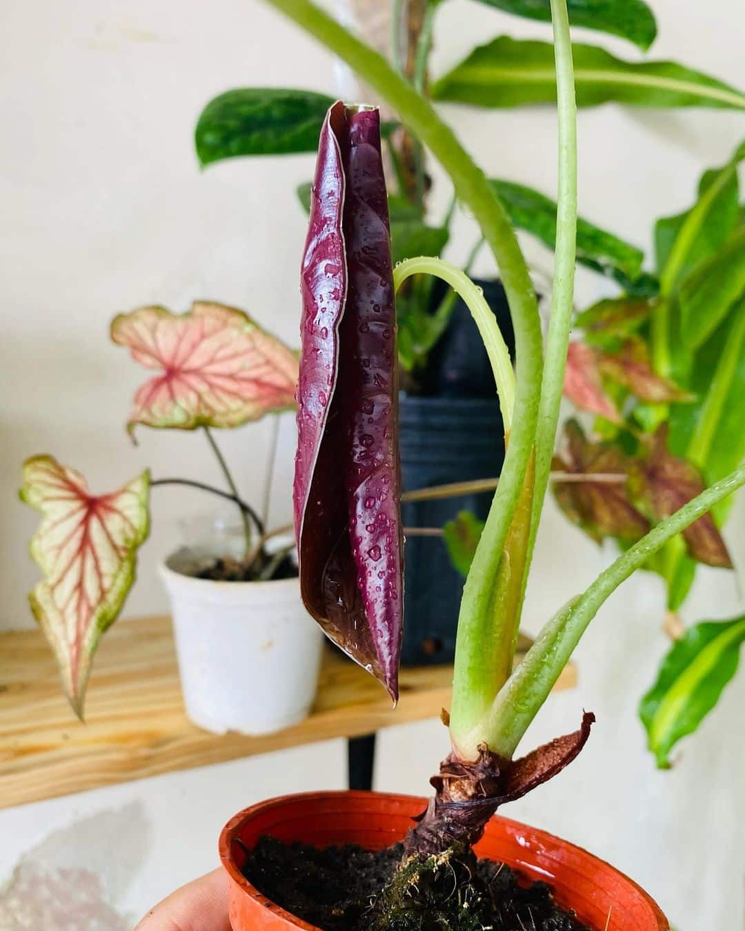 Alocasia Cuprea Care and Growing Guide | Plantcarefully