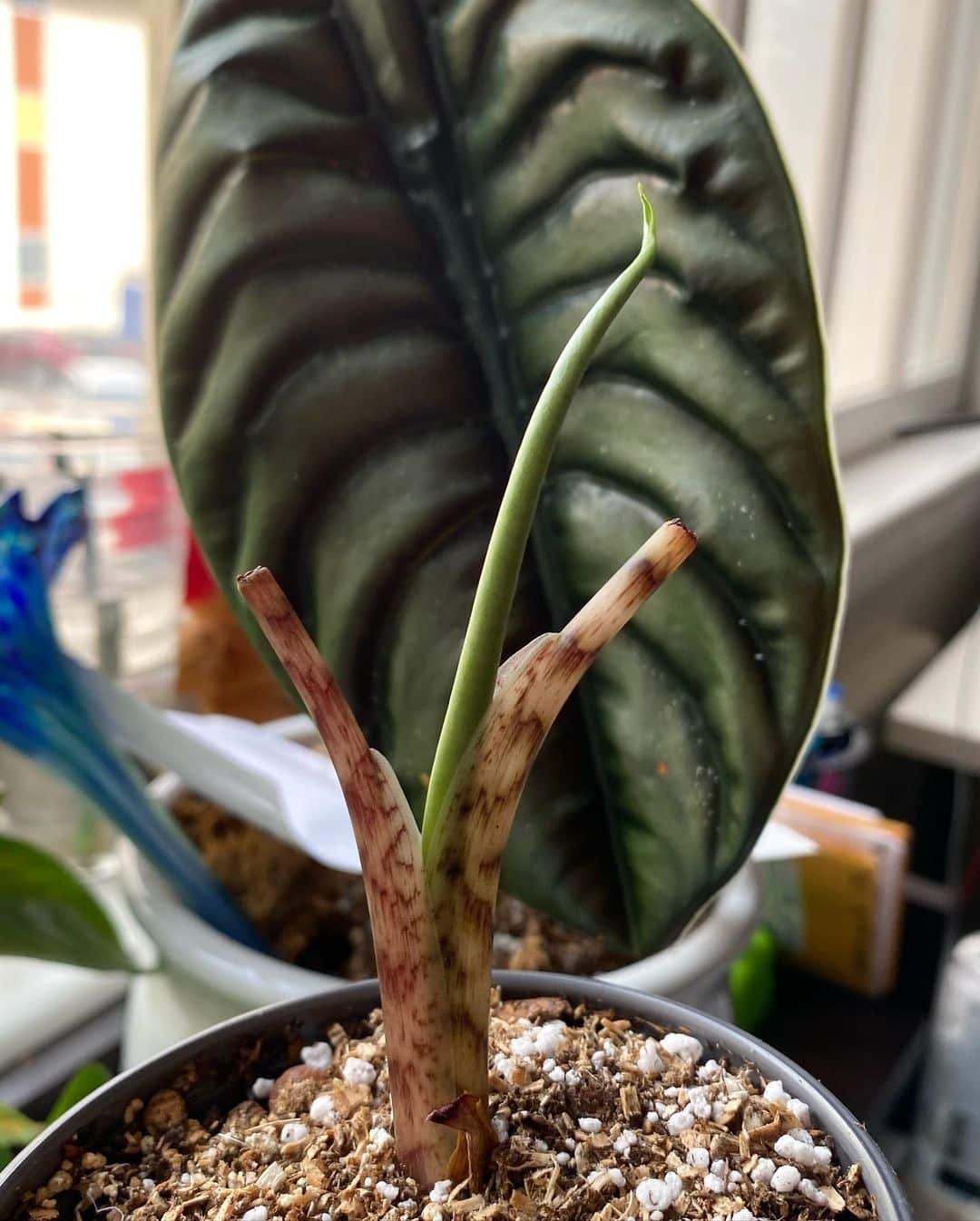 Alocasia Cuprea Care and Growing Guide | Plantcarefully