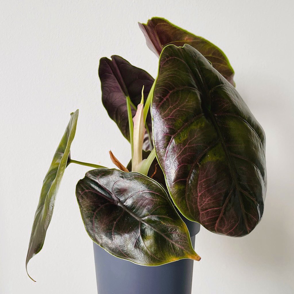 Alocasia Cuprea Care and Growing Guide | Plantcarefully