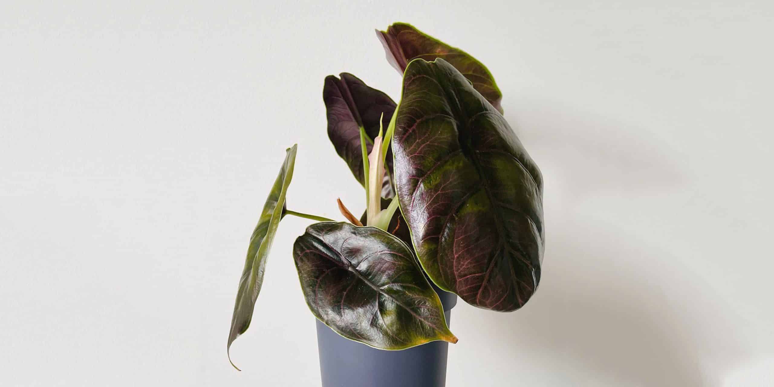 Alocasia Cuprea Care and Growing Guide | Plantcarefully