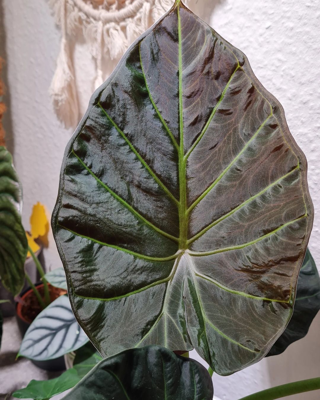 Alocasia Regal Shield: Care + Growing Tips | Plantcarefully