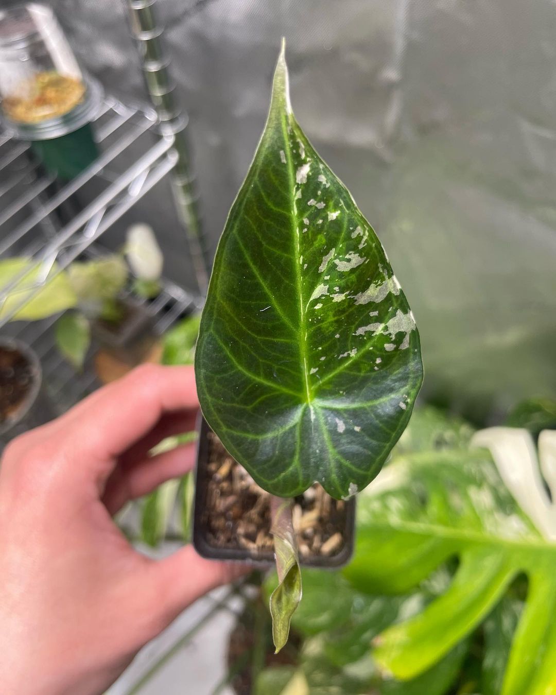 Alocasia Regal Shield: Care + Growing Tips | Plantcarefully