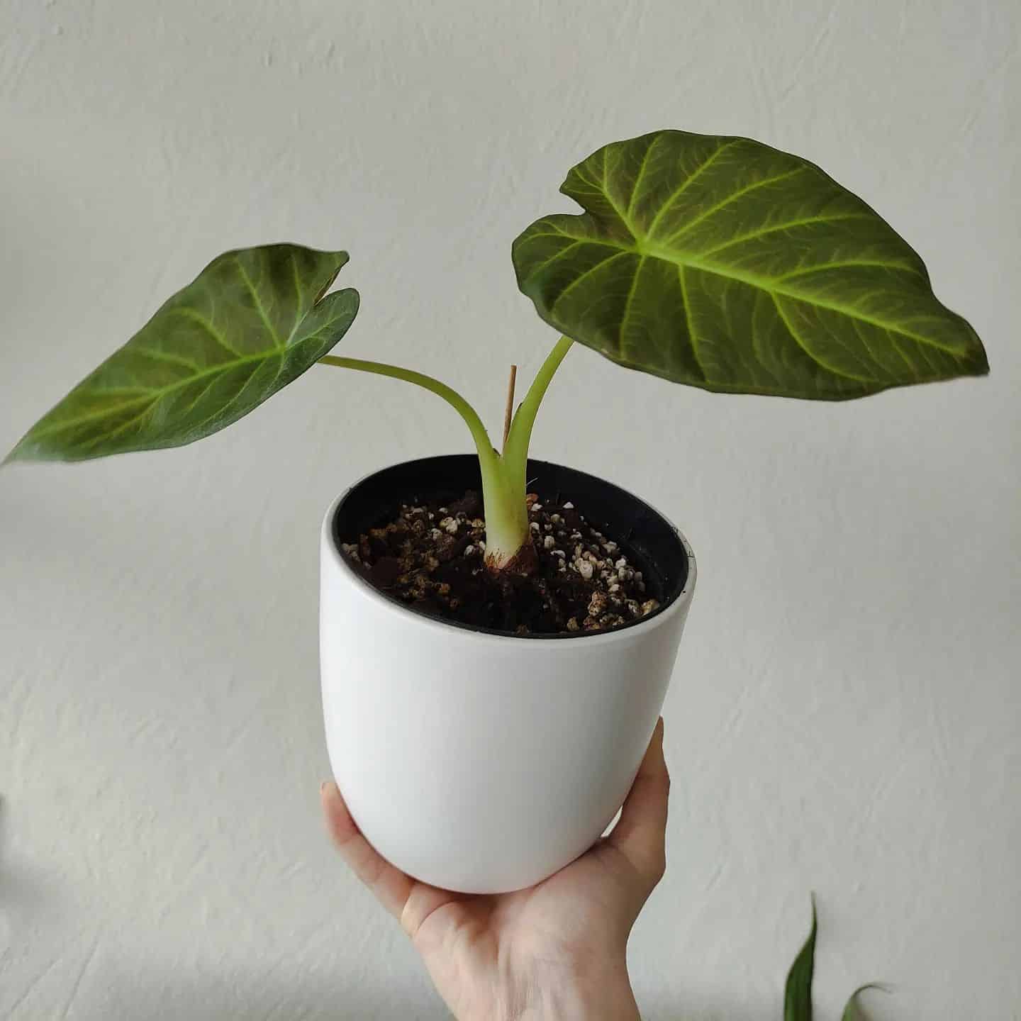 Alocasia Regal Shield: Care + Growing Tips | Plantcarefully