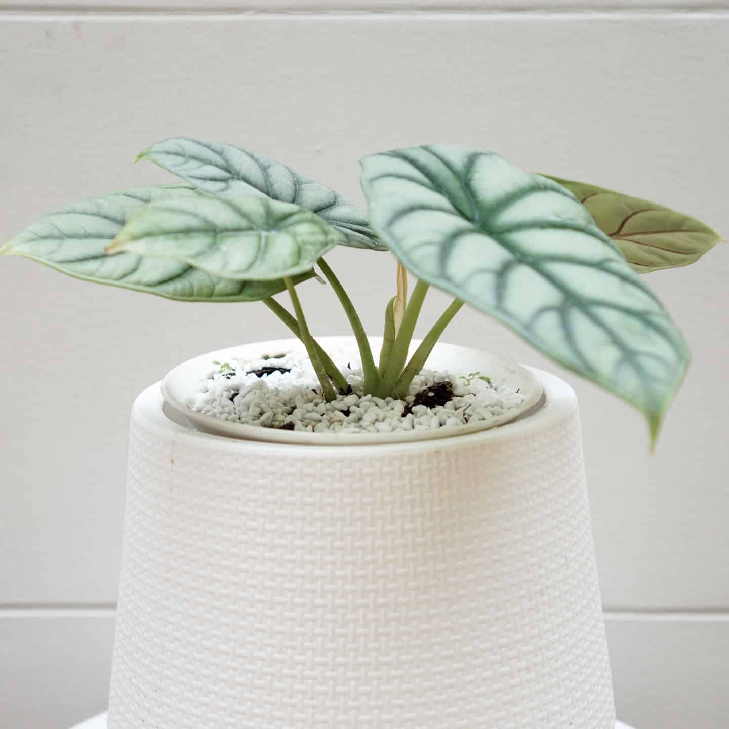 Alocasia Silver Dragon Care + Growing Tips | Plantcarefully