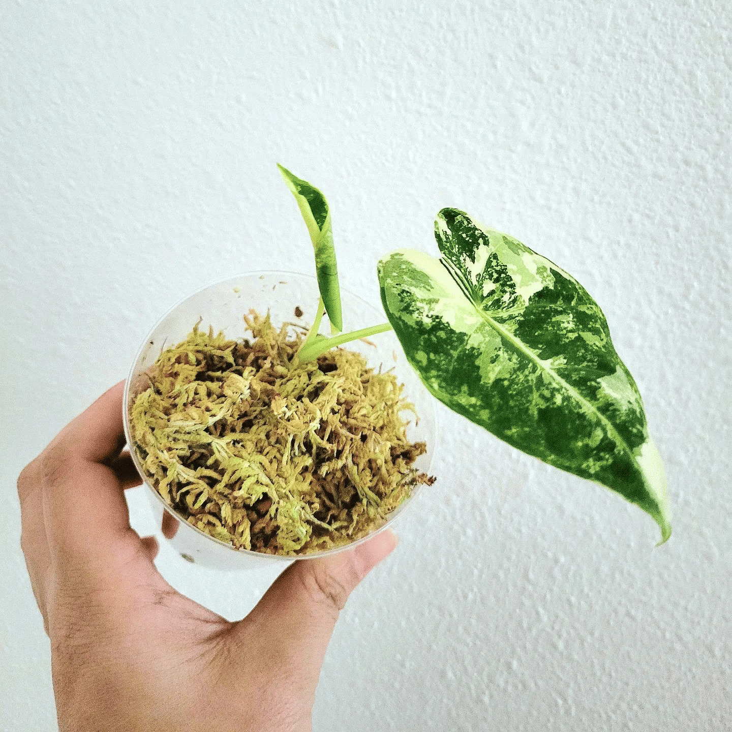 Alocasia Frydek: Grow and Care Guide | Plantcarefully