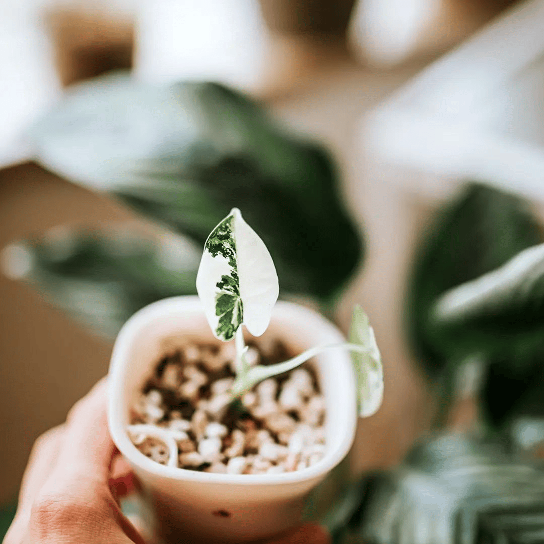Alocasia Frydek: Grow and Care Guide | Plantcarefully