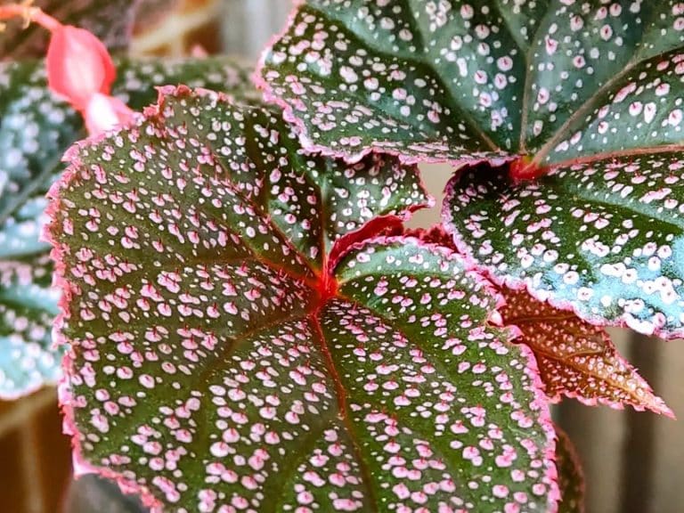 Angel Wing Begonia: Plant Care & How to Grow | Plantcarefully