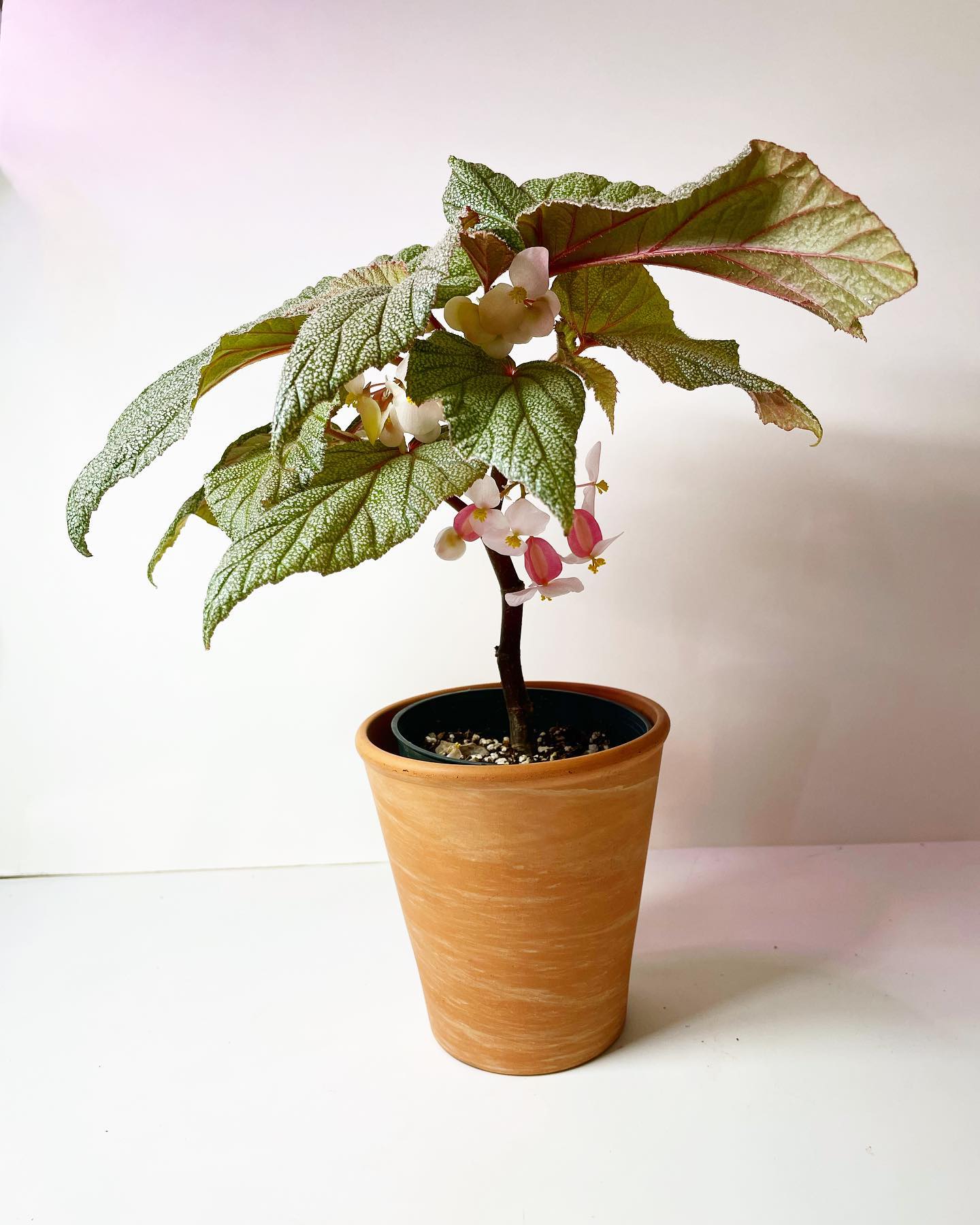 Angel Wing Begonia: Plant Care & How to Grow | Plantcarefully