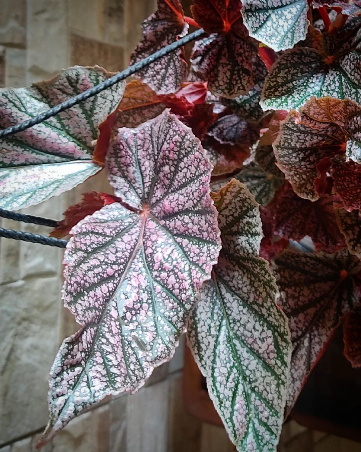 Angel Wing Begonia: Plant Care & How to Grow | Plantcarefully