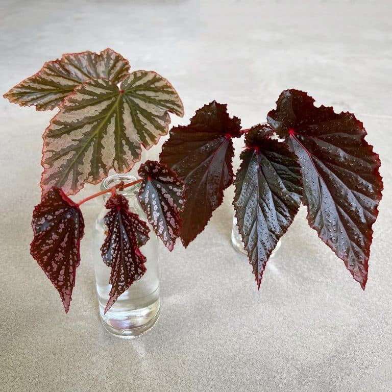 Angel Wing Begonia: Plant Care & How to Grow | Plantcarefully
