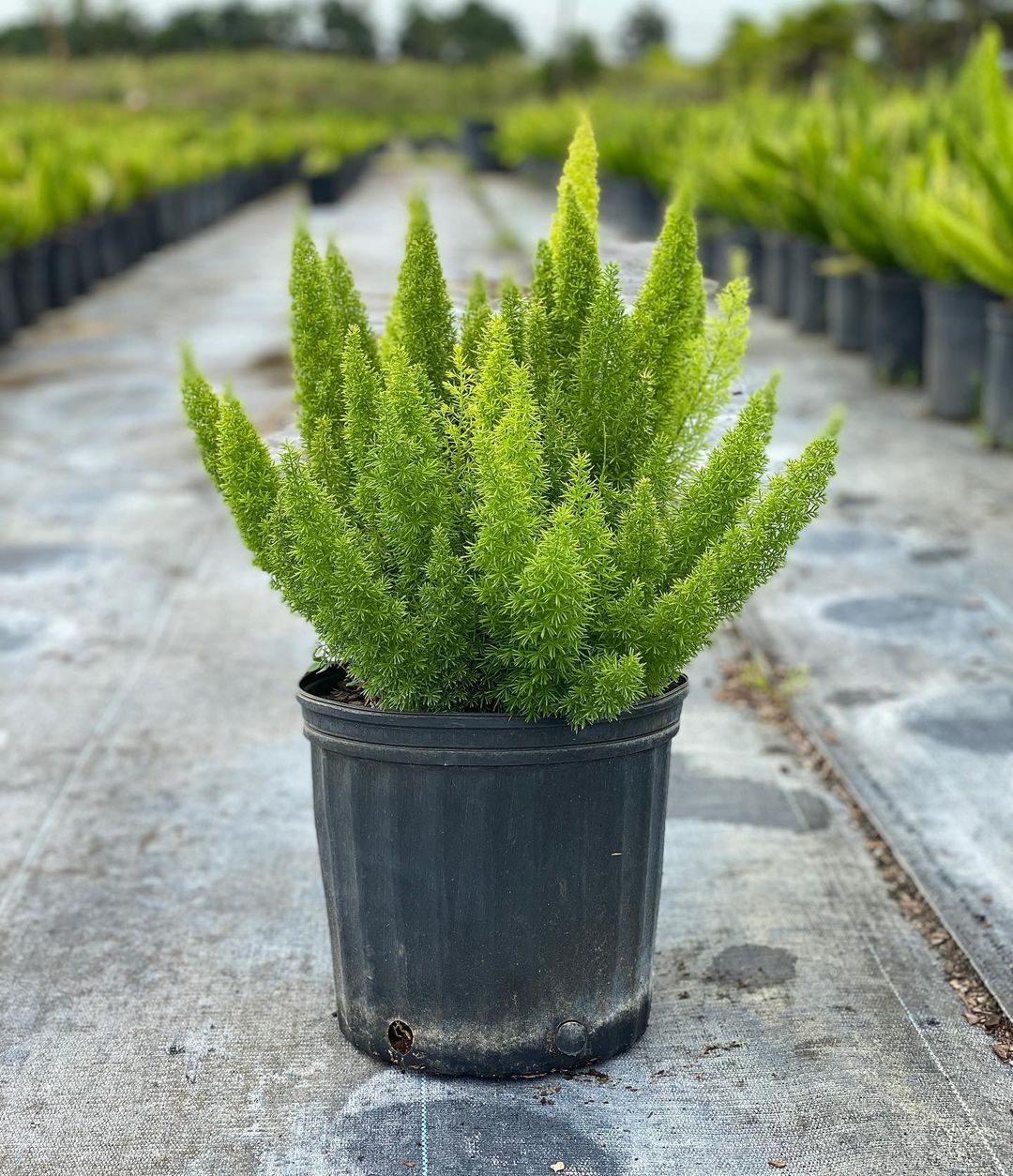 Growing Asparagus Fern: Complete Care Guide! | Plantcarefully