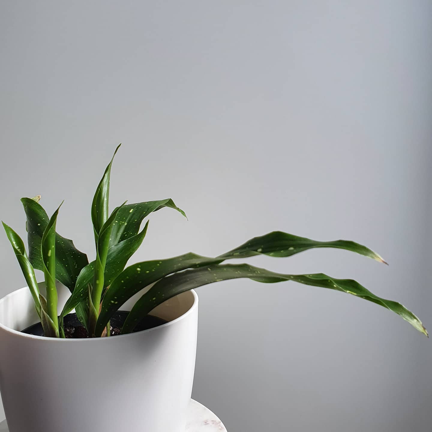 Aspidistra Elatior Care and Growing Guide | Plantcarefully