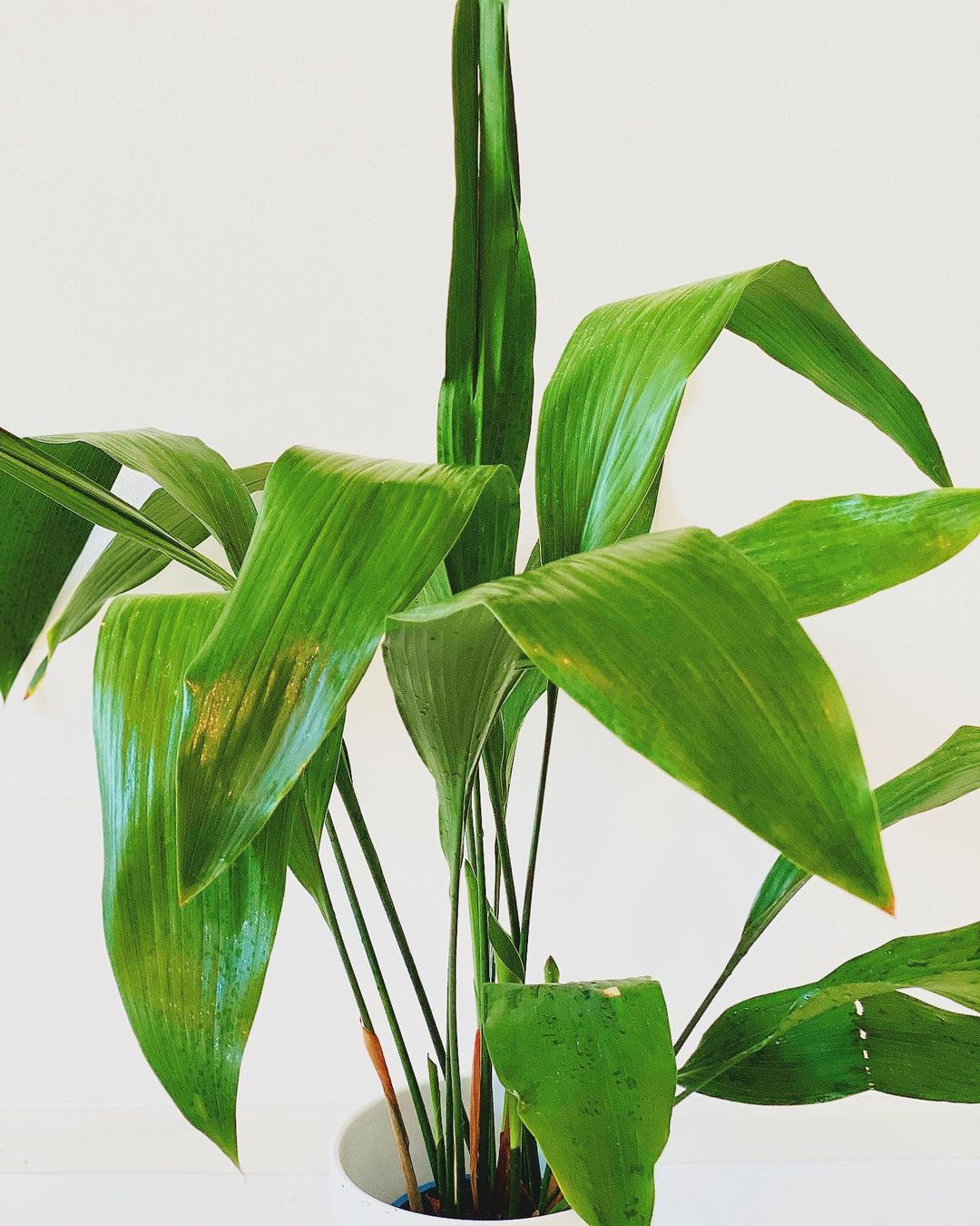 Aspidistra Elatior Care and Growing Guide | Plantcarefully