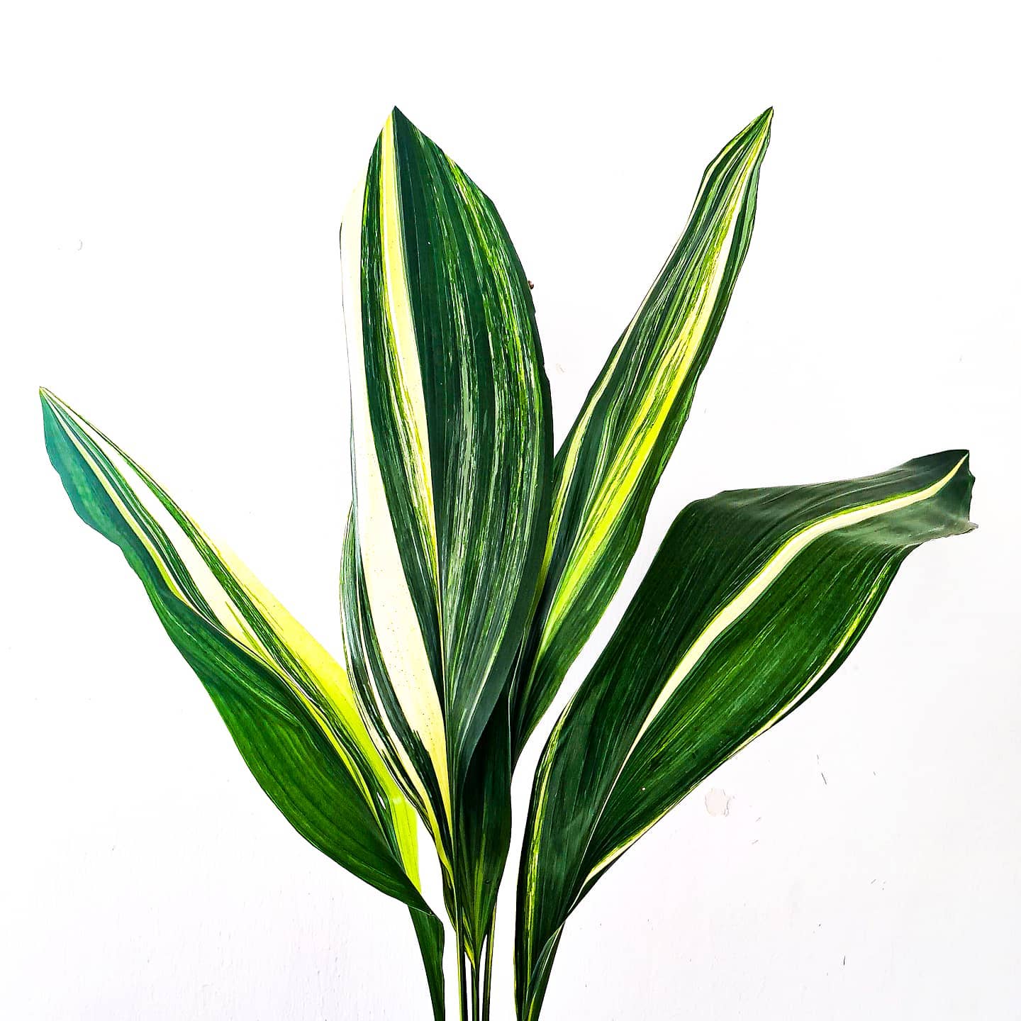 Aspidistra Elatior Care and Growing Guide | Plantcarefully