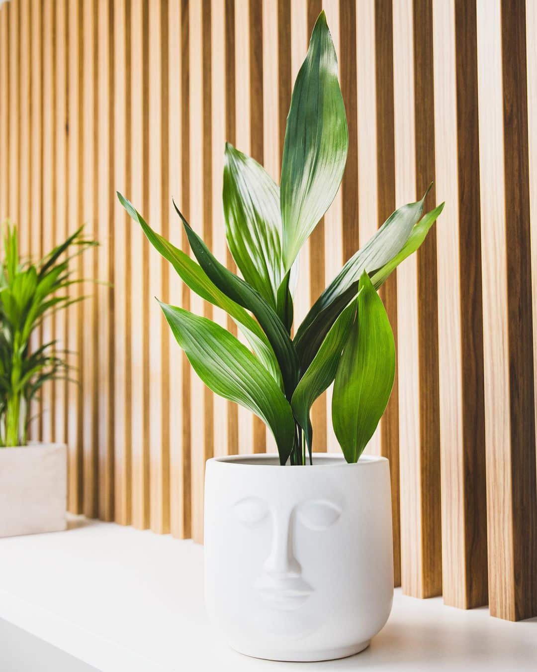 Aspidistra Elatior Care and Growing Guide | Plantcarefully