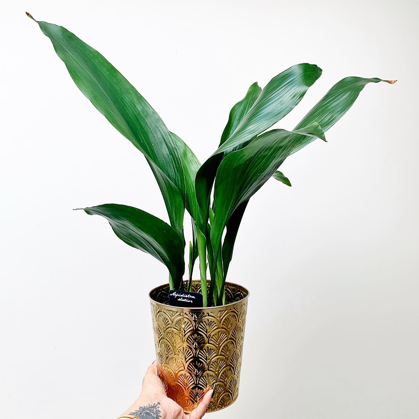 Aspidistra Elatior Care and Growing Guide | Plantcarefully