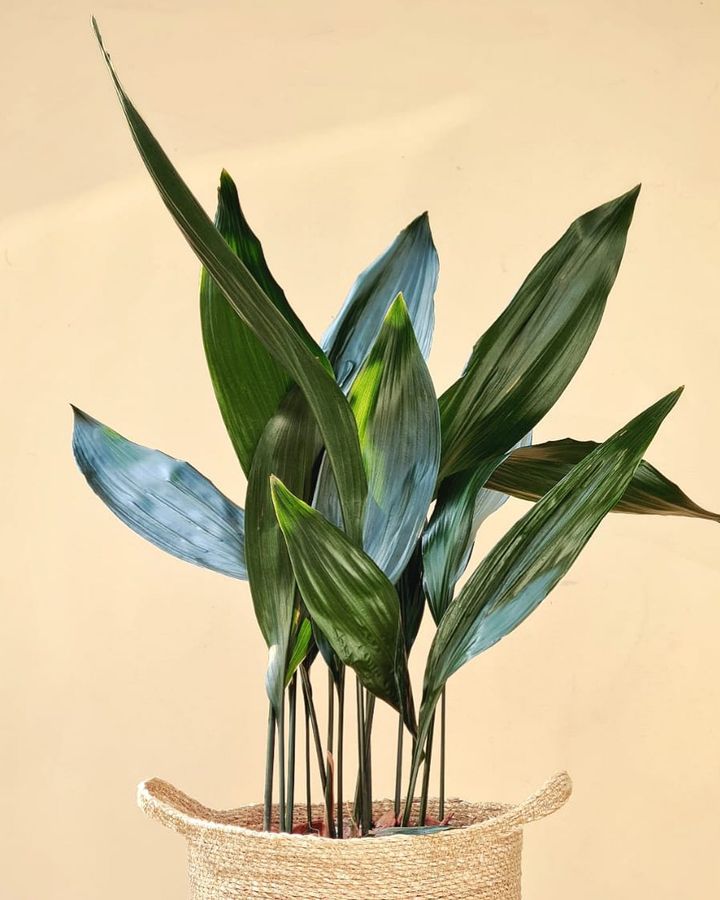 Aspidistra Elatior Care and Growing Guide | Plantcarefully