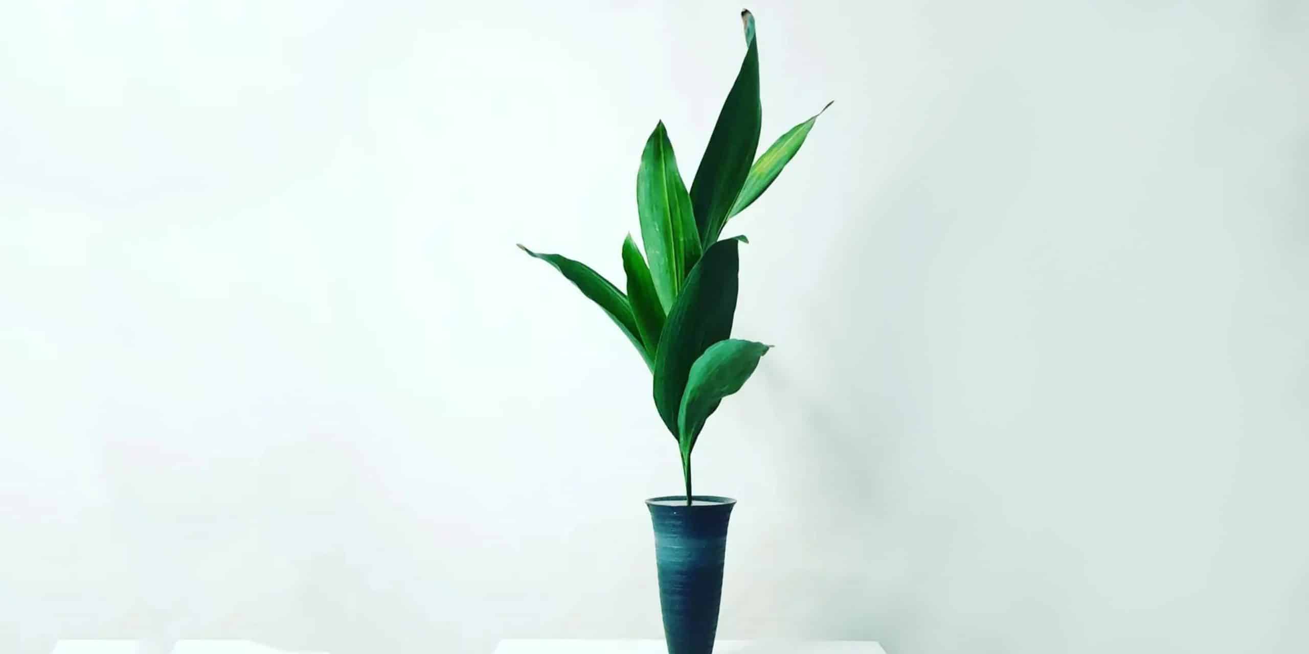 Aspidistra Elatior Care and Growing Guide | Plantcarefully