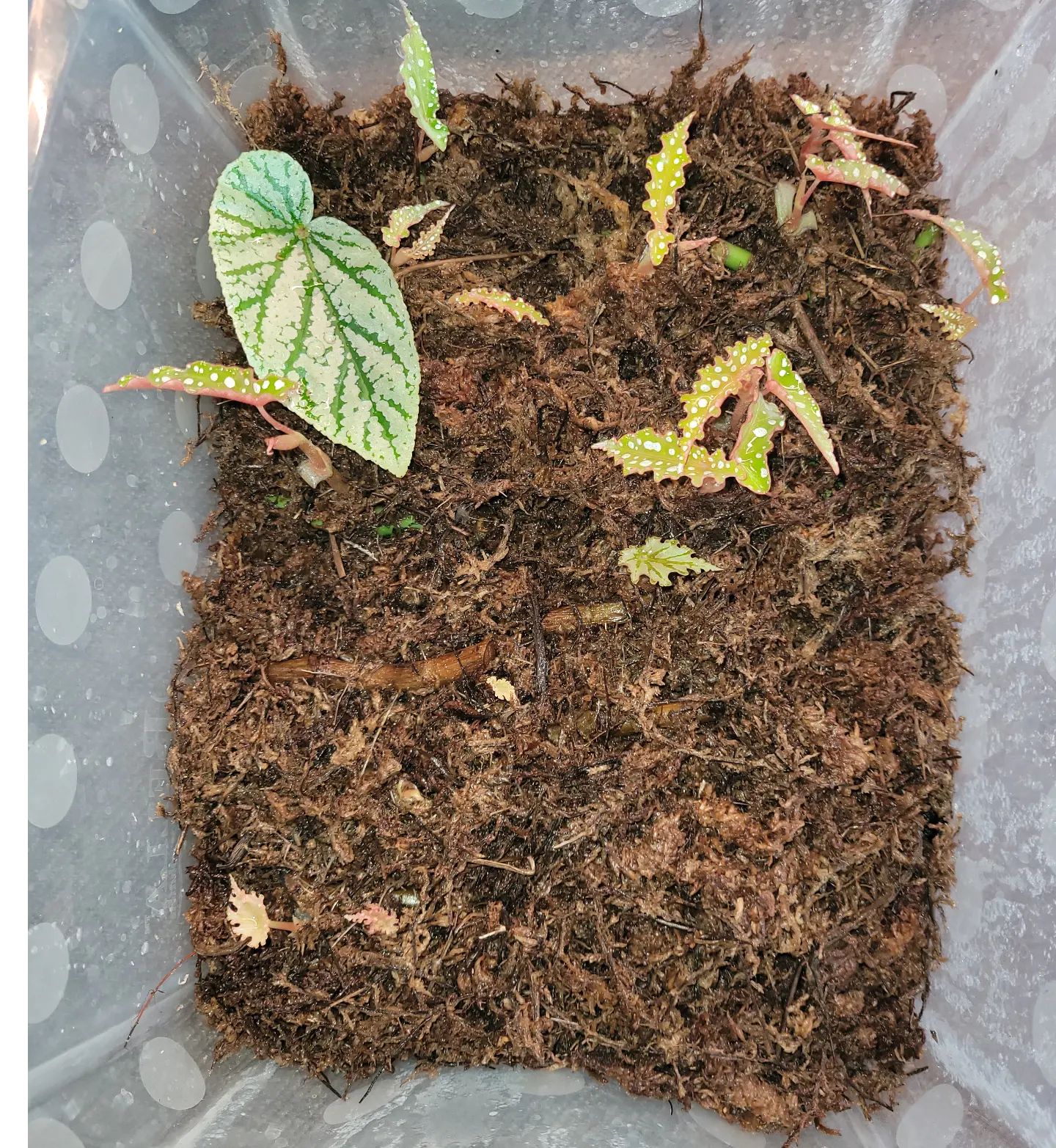 Begonia: Care and 11+ Growing Tips! | Plantcarefully
