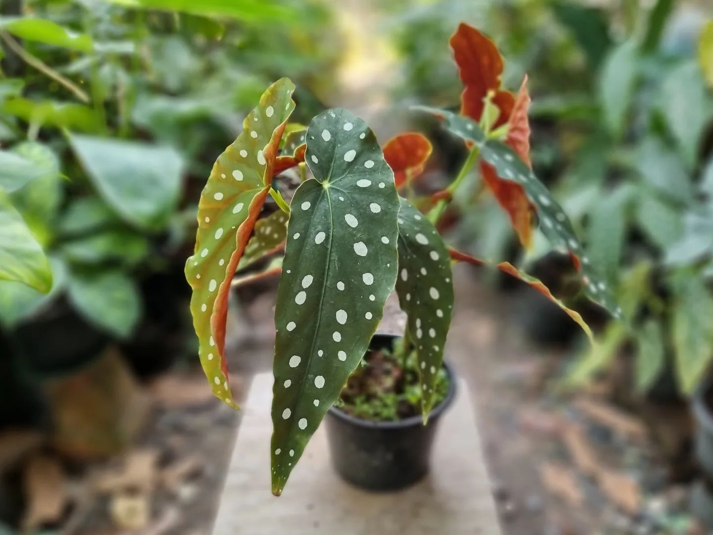 Begonia Maculata: Care and 13+ Tips | Plantcarefully
