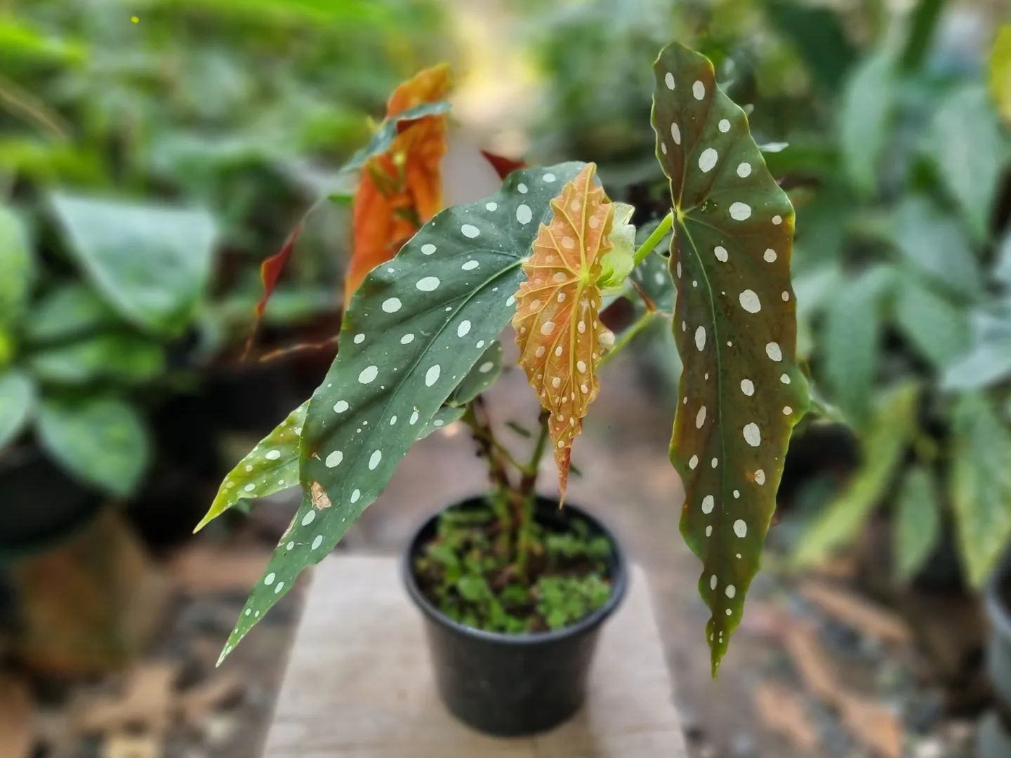 Begonia Maculata: Care and 13+ Tips | Plantcarefully