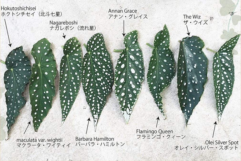 Begonia Maculata: Care and 13+ Tips | Plantcarefully