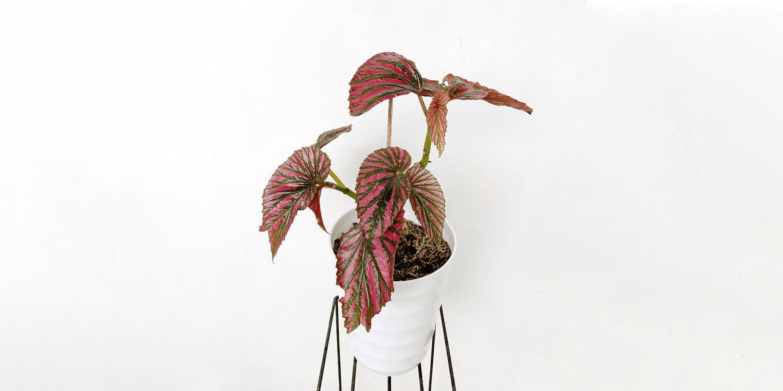 Rex Begonia: Plant Care & Growing! | Plantcarefully