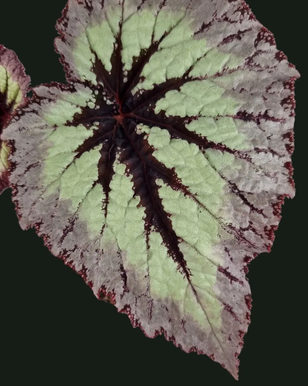 Rex Begonia: Plant Care & Growing! | Plantcarefully