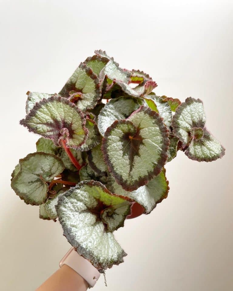Rex Begonia: Plant Care & Growing! | Plantcarefully